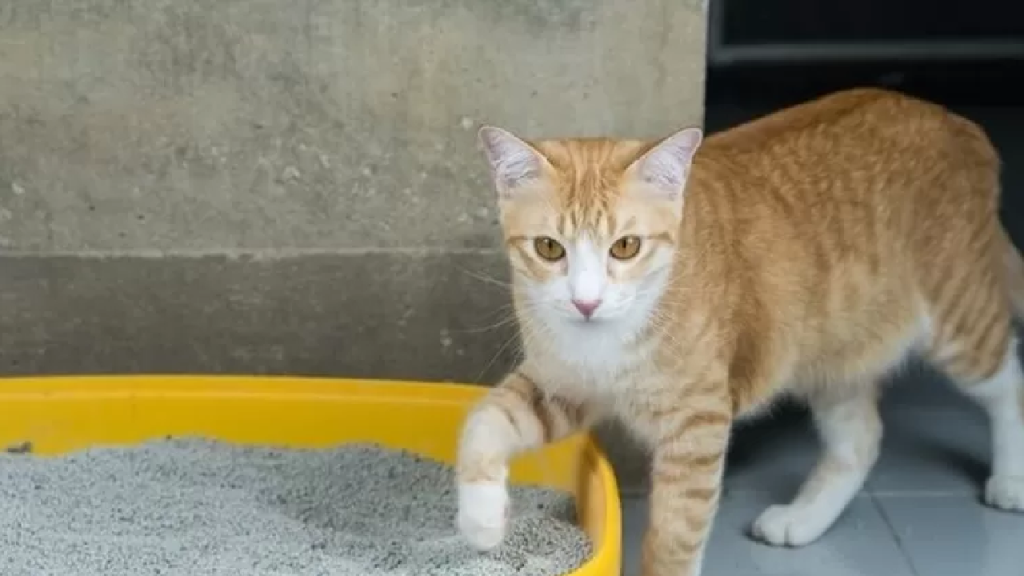 Ini 8 Tips Hilangkan Bau Busuk Kucing Dalam Rumah.